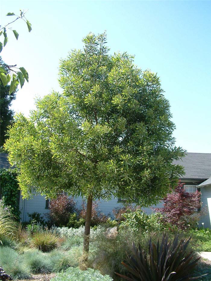 Tristania Laurina Elegant